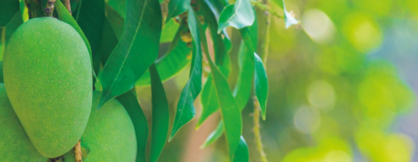 Dithane® M-45 80WP | Crop Protection | Corteva Agriscience
