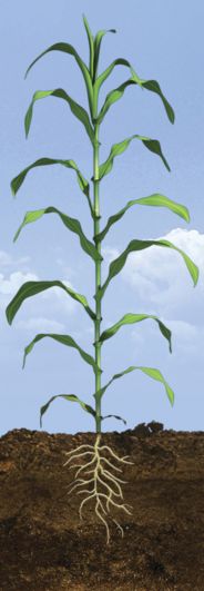 Corn Vegetative Growth Stages Corn Growth And Management Quick Guide