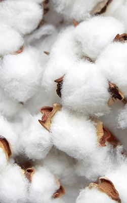 Cotton Pest Management Solution | Corteva Agriscience