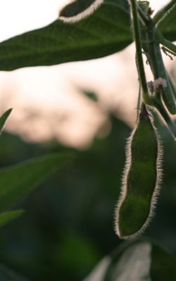 Seed Products I Corteva