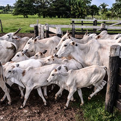 Pecuária Extensiva vs Pecuária Intensiva: Diferenças