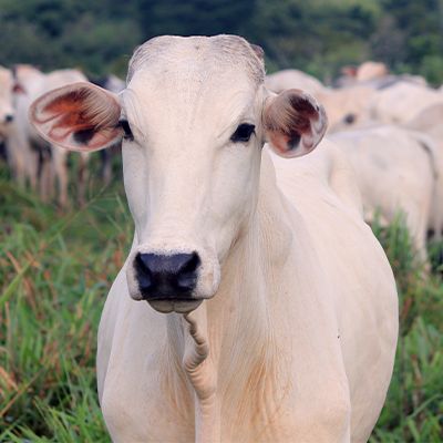 Previsão da Arroba do Boi em Fevereiro | Pasto Extraordinário