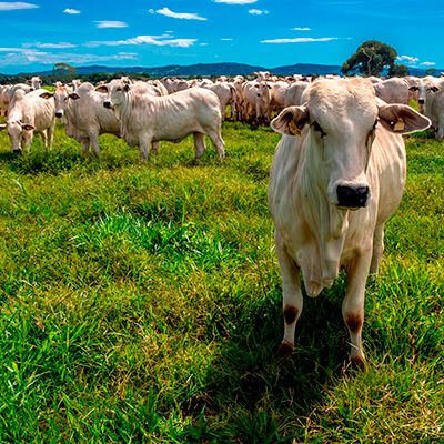 Cuidados para garantir um pasto de qualidade