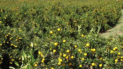 Produção de citros — Aumentar a qualidade dos frutos