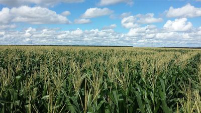 Plantio de milho: como ter plantas mais eficientes - Stoller