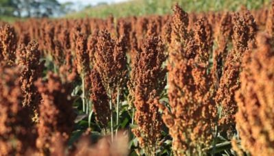 Sorgo granífero: práticas para implantação da cultura