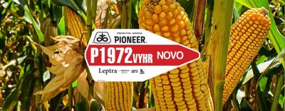 Milho | Pioneer® Sementes