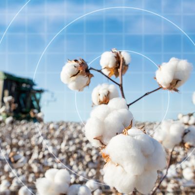 PhytoGen Cottonseed | Elite Genetics and Advanced Traits