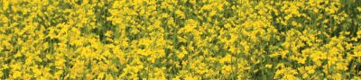 Canola Product Positioning Profile | Pioneer® Seeds