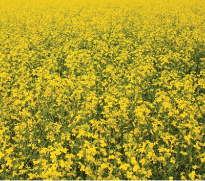 Home | Brevant® seeds