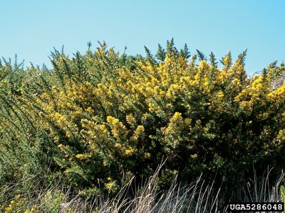 Invasive Watch: Gorse | Corteva Agriscience™