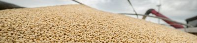 Soybean Product Positioning Profile | Pioneer® Seeds