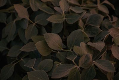 Resources | Brevant seeds