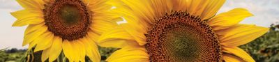 Sunflower Product Positioning Profile | Pioneer® Seeds