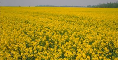 Canola Hybrids | Pioneer® Seeds