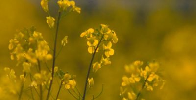 Canola Hybrids | Pioneer® Seeds