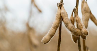 High Yield Potential Soybeans | Pioneer Canada
