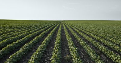 Reklemel Active | Corteva Agriscience