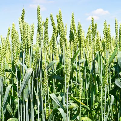 Broadleaf Weed Control in Multiple Crops | Arylex Active Herbicide