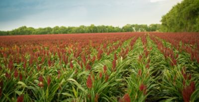 Sorghum Hybrids | Pioneer® Seeds