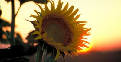 Sunflower Hybrids | Pioneer® Seeds