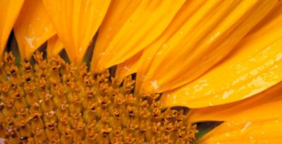 Sunflower Hybrids | Pioneer® Seeds