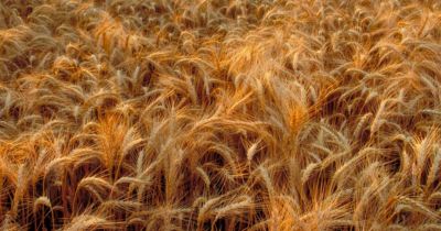 Wheat Varieties | Pioneer® Seeds