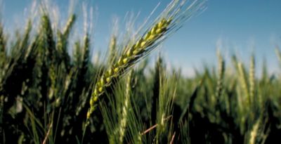 Wheat Varieties | Pioneer Canada