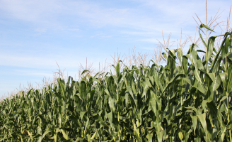 Exalt® 60 SC | Insecticida | Protección de cultivos