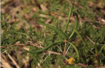 Tipos de malezas presentes en sus potreros