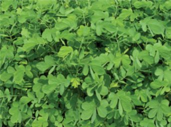 Tipos de malezas presentes en tus potreros