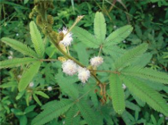 Tipos de malezas presentes en tus potreros
