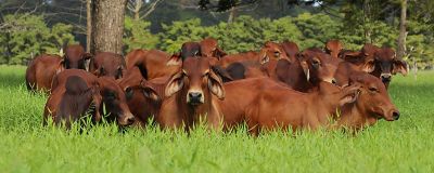 Navius® | Herbicida | Protección de cultivos