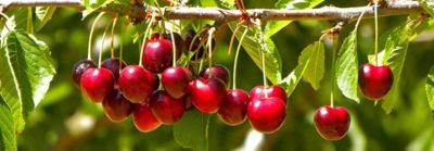 Conspicuo | Corteva Agriscience