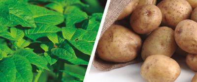 Zorvec™ Encantia™ | Fungicida | Protección de Cultivos