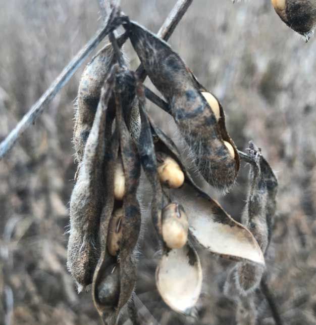 Soybean Pod