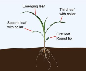 Corn Labeled Parts Of Plant