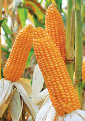 Corn | Corteva Agriscience