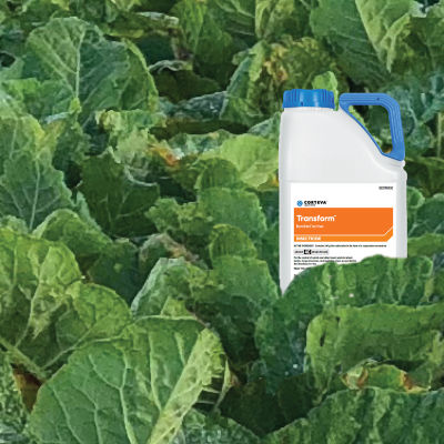 Forage Brassicas | Corteva Agriscience