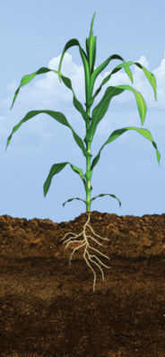 Vegetative Corn Growth Stages and Scouting Tips | Pioneer Seeds