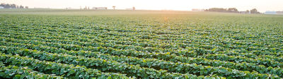 Buy Enlist E3™ Soybeans | The Enlist™ weed control system