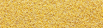 Millet | Corteva Agriscience