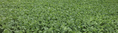 Forage Brassicas | Corteva Agriscience