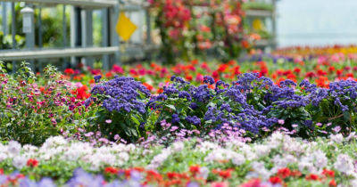 XXpire® insecticide — Turf & Ornamental