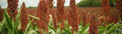Sorghum Hybrids | Pioneer Seeds