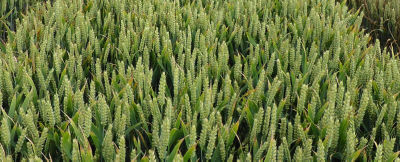 The Future of Agriculture | Corteva Agriscience