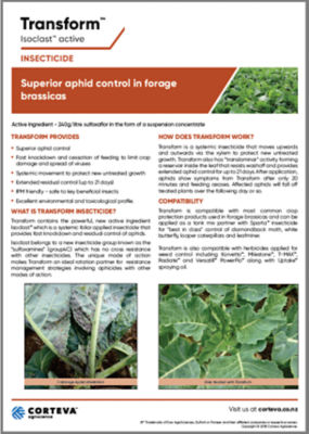 Forage Brassicas | Corteva Agriscience