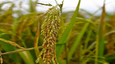 Gandeng Inkopad, SHS Tingkatkan Produktivitas Benih Padi