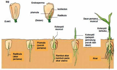 Kenapa Benih Jagung Tidak Tumbuh 