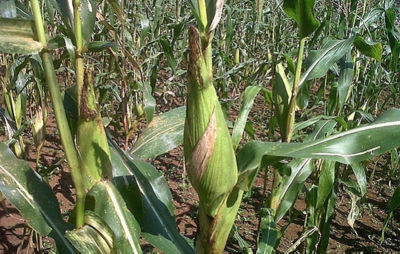 Tips Jitu Mengolah Batang Jagung Menjadi Kompos